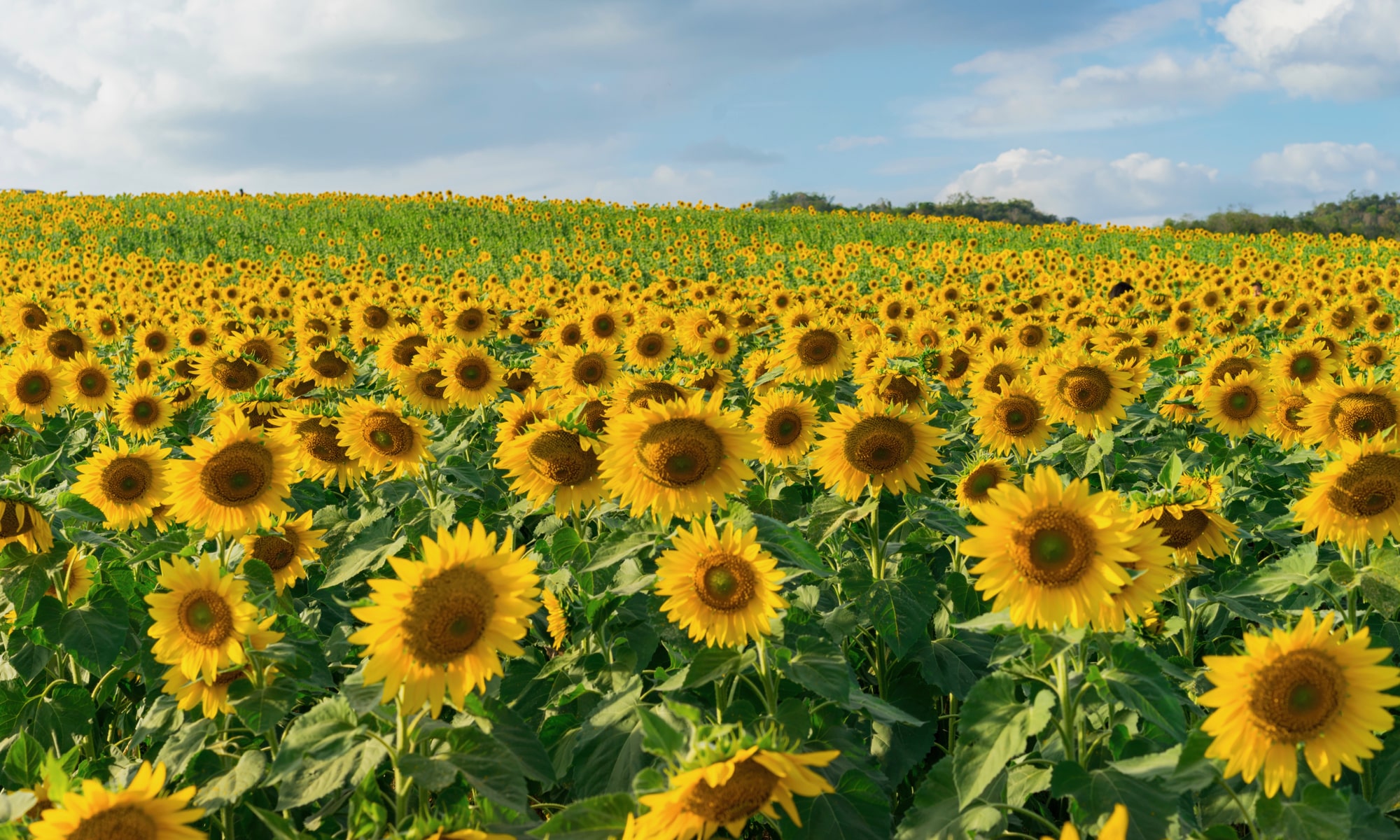 夏の花といえばコレだ！暑い時期だからこそ癒される花とは | まめ知識生活